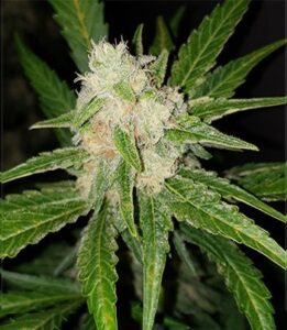 Buy Cookie Gold Autoflower Cannabis Seeds Online
