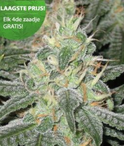 Buy White Widow Cannabis Seeds Online Now